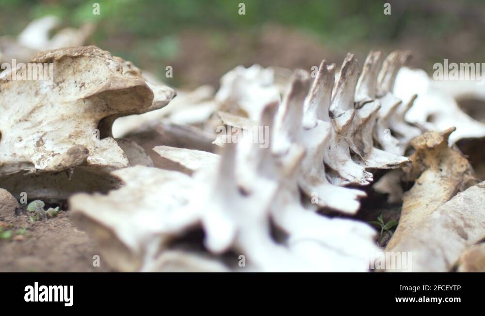Animal vertebrae Stock Videos & Footage - HD and 4K Video Clips - Alamy