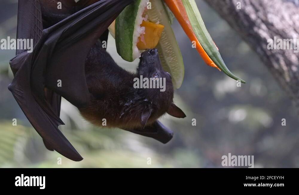 A malayan flying fox (Pteropus vampyrus) is eating fruits voraciously ...