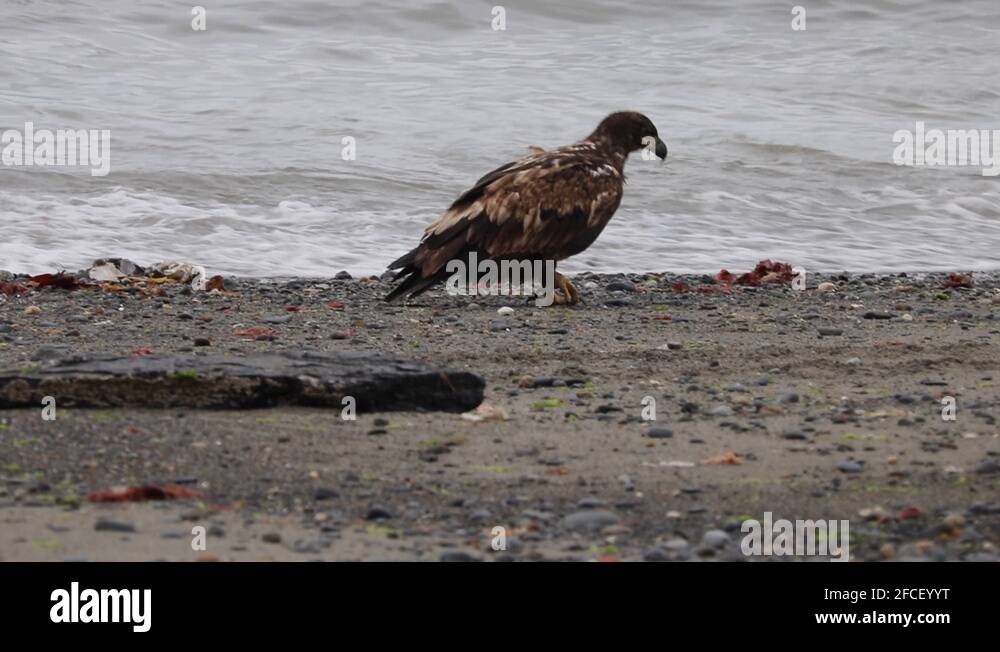 Hawk eagle on beach Stock Videos & Footage - HD and 4K Video Clips - Alamy