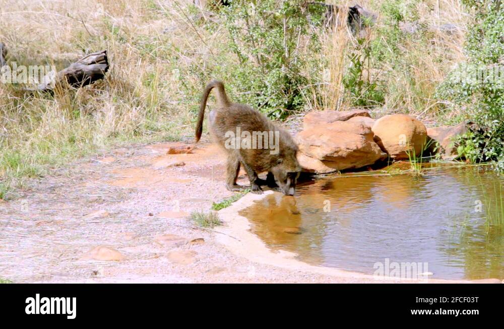 Baboon drinking water Stock Videos & Footage - HD and 4K Video Clips ...