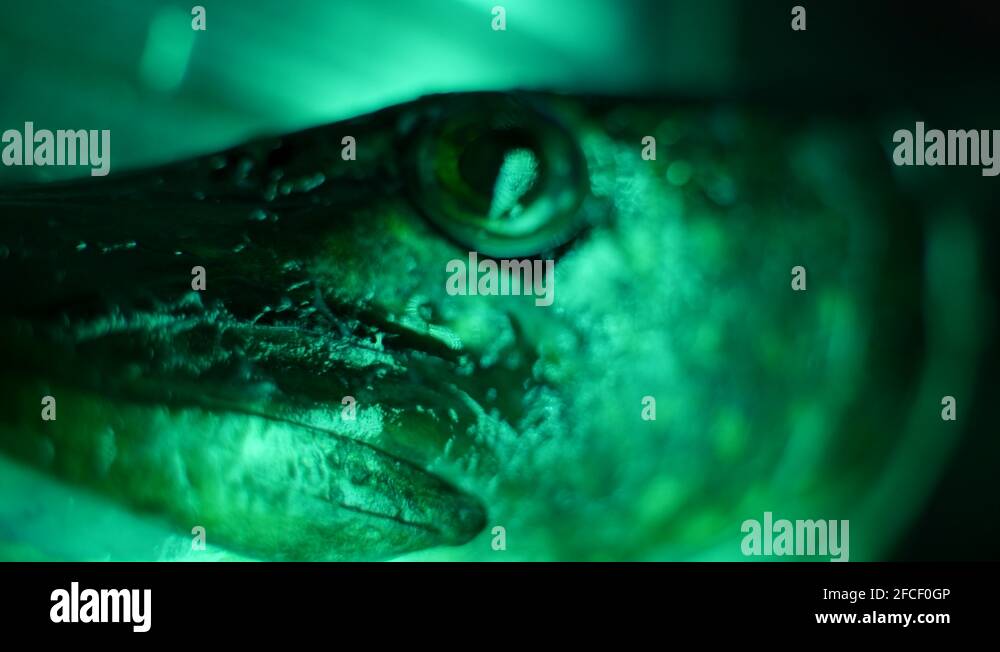 Death eye Stock Videos & Footage - HD and 4K Video Clips - Alamy
