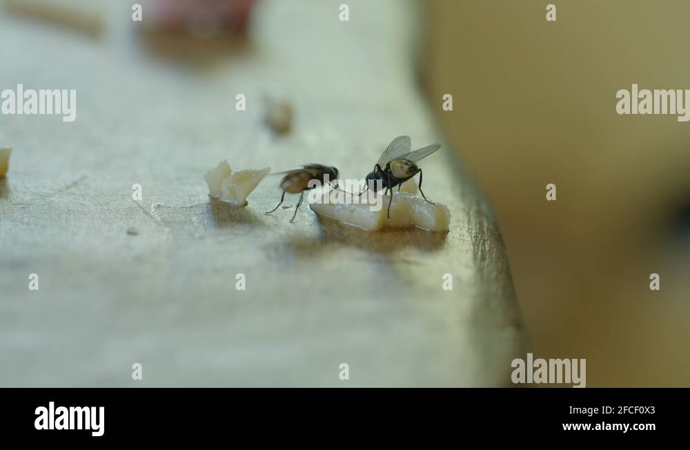 Flies eating food Stock Videos & Footage - HD and 4K Video Clips - Alamy