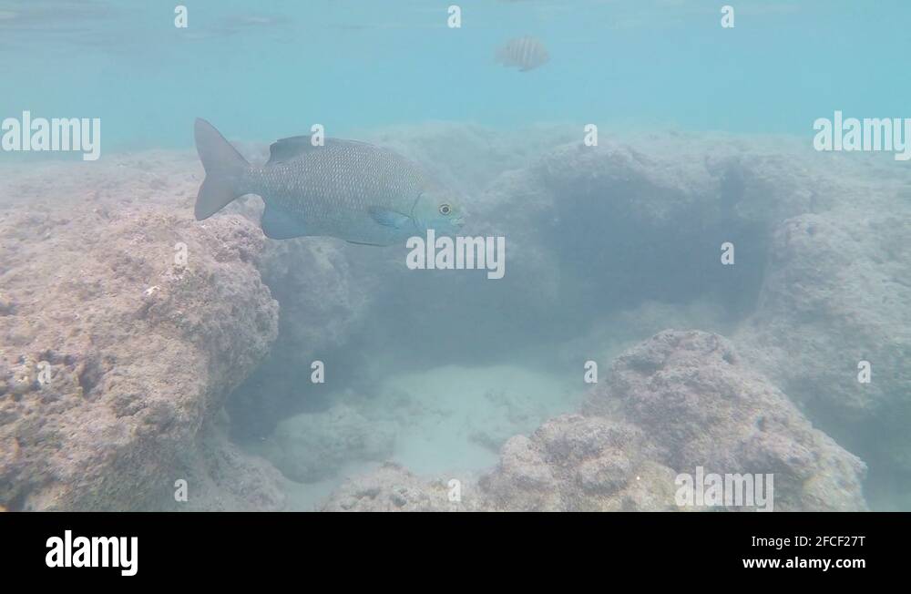 Exploring a world of tropical fish at Hanauma Bay State Park - Oahu's ...