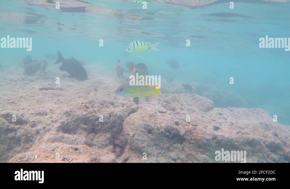 A tropical coral reef teeming with colorful fish at Hanauma Bay State ...