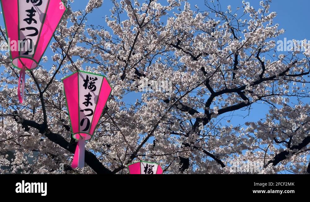 Cherry Blossoms at Sumida Park. Paper lamps festival. Camera fixed ...