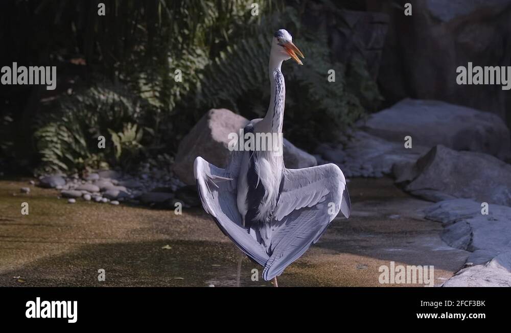 Vector illustration cartoon crane bird Stock Videos & Footage - HD and ...