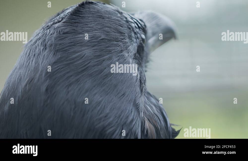 Smart raven Stock Videos & Footage - HD and 4K Video Clips - Alamy