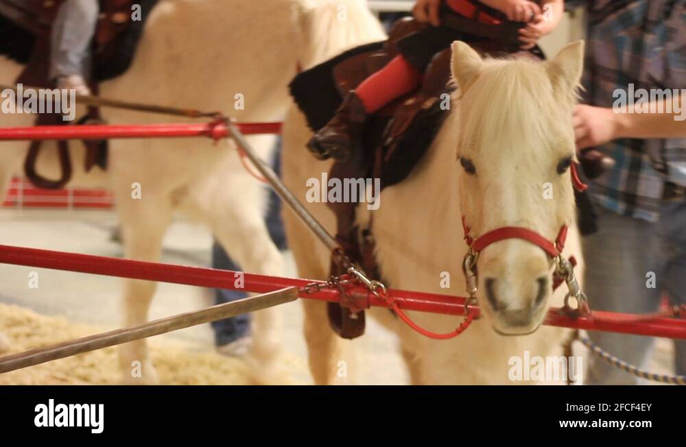 Saddle pony Stock Videos & Footage - HD and 4K Video Clips - Alamy