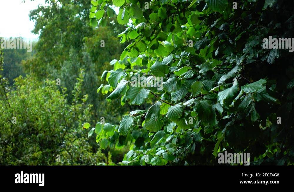 Raindrops falling on leaves close Stock Videos & Footage - HD and 4K ...