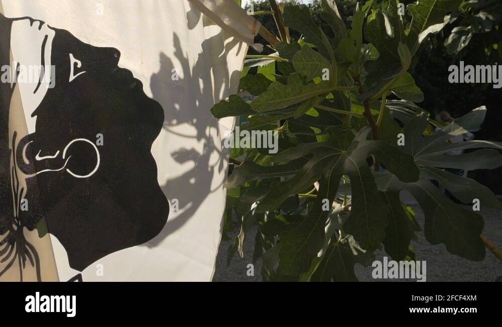 Fig history Stock Videos & Footage - HD and 4K Video Clips - Alamy