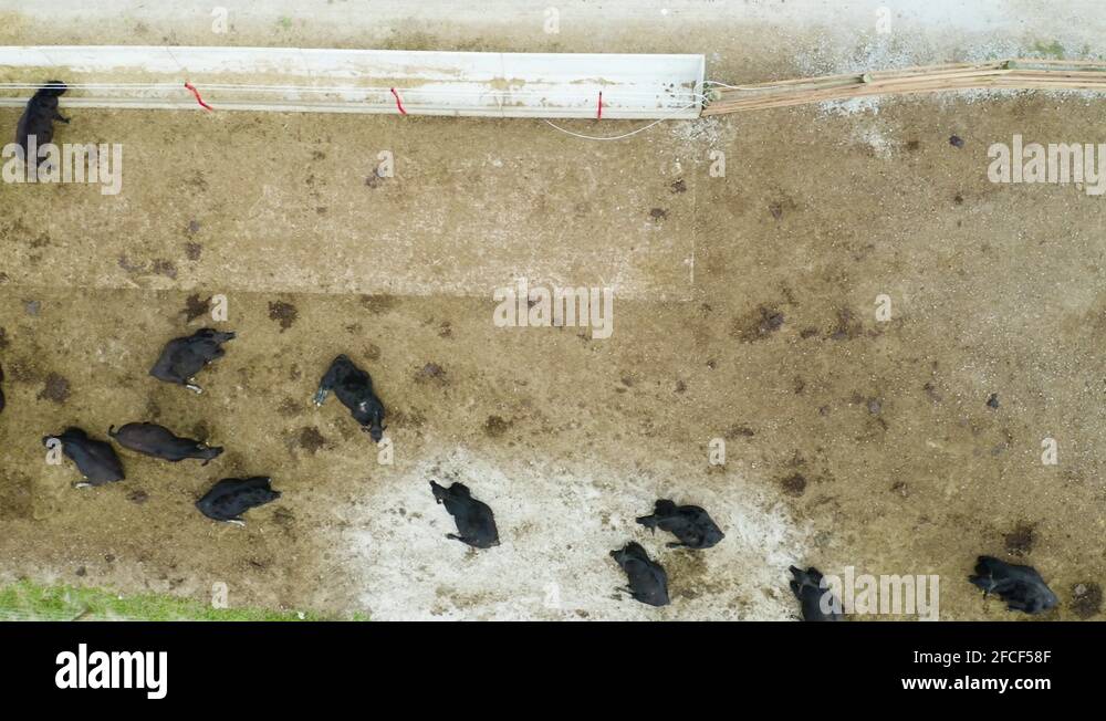 Cattle birds eye view Stock Videos & Footage - HD and 4K Video Clips ...