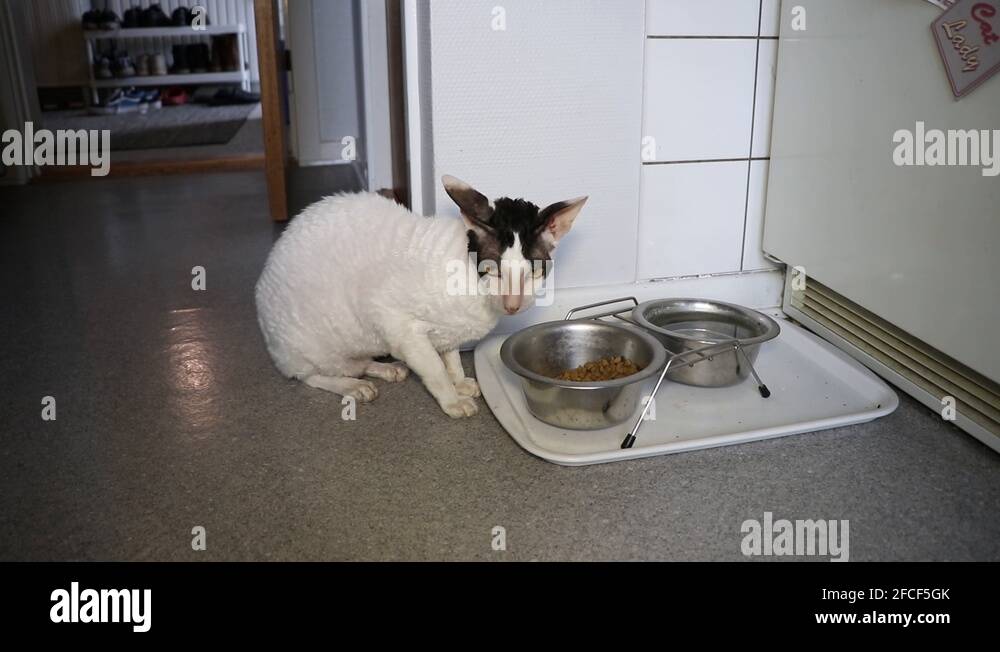 Grey cornish rex Stock Videos & Footage - HD and 4K Video Clips - Alamy