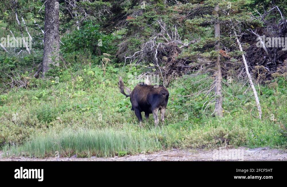 Moose lake Stock Videos & Footage - HD and 4K Video Clips - Alamy