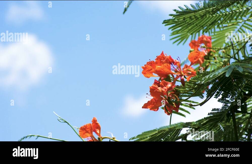 Flamboyant tree delonix regia Stock Videos & Footage - HD and 4K Video ...