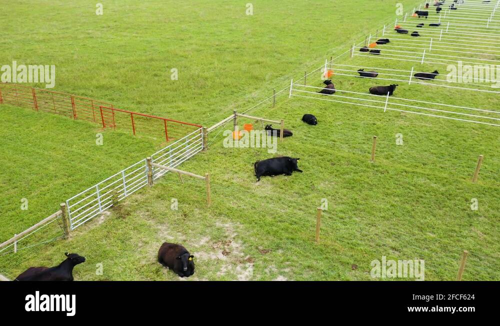 Cattle auction pen Stock Videos & Footage - HD and 4K Video Clips - Alamy