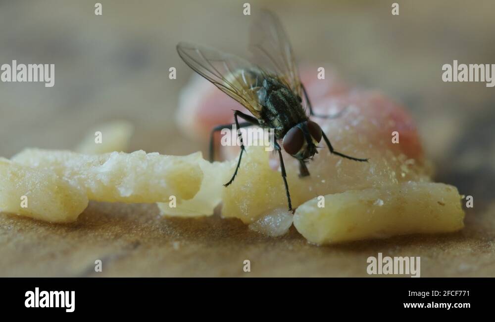 Pest fruit fly Stock Videos & Footage - HD and 4K Video Clips - Alamy