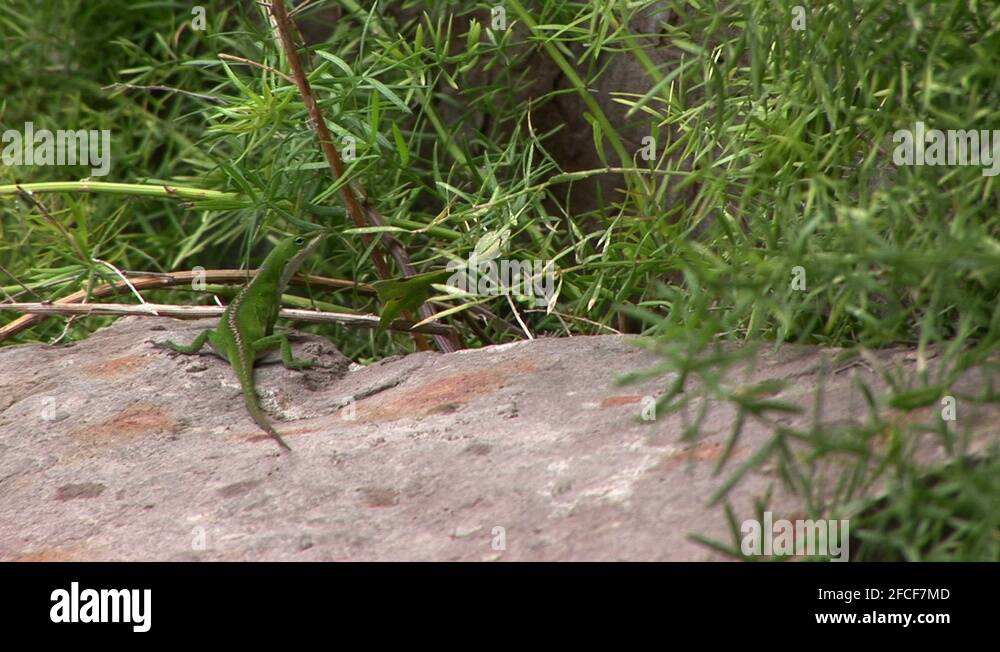 Photo of lizard Stock Videos & Footage - HD and 4K Video Clips - Alamy