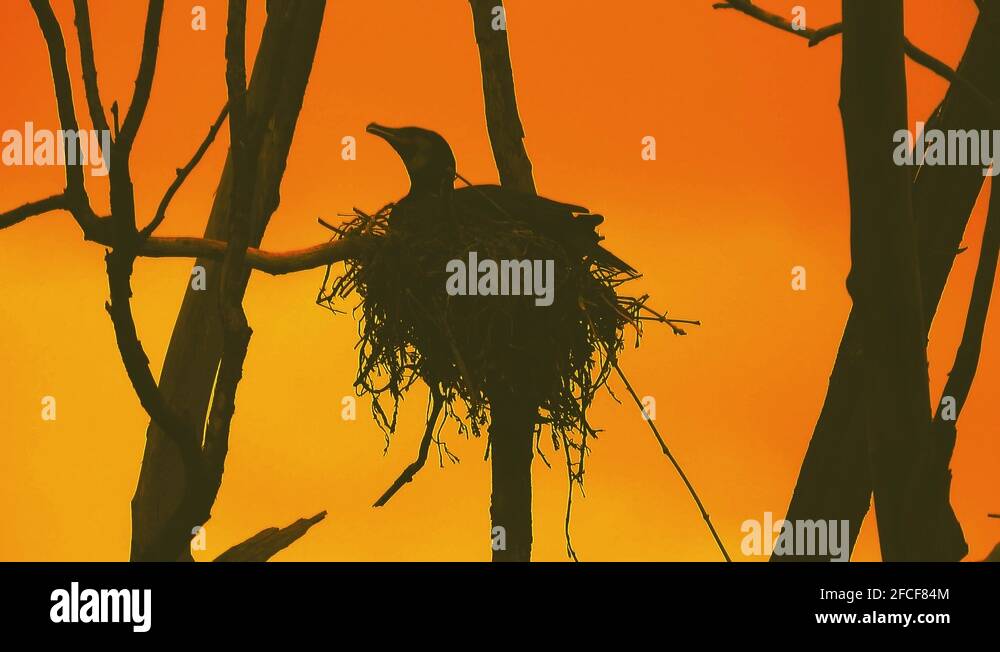 Sunset with bird nest silhouette Stock Videos & Footage - HD and 4K ...