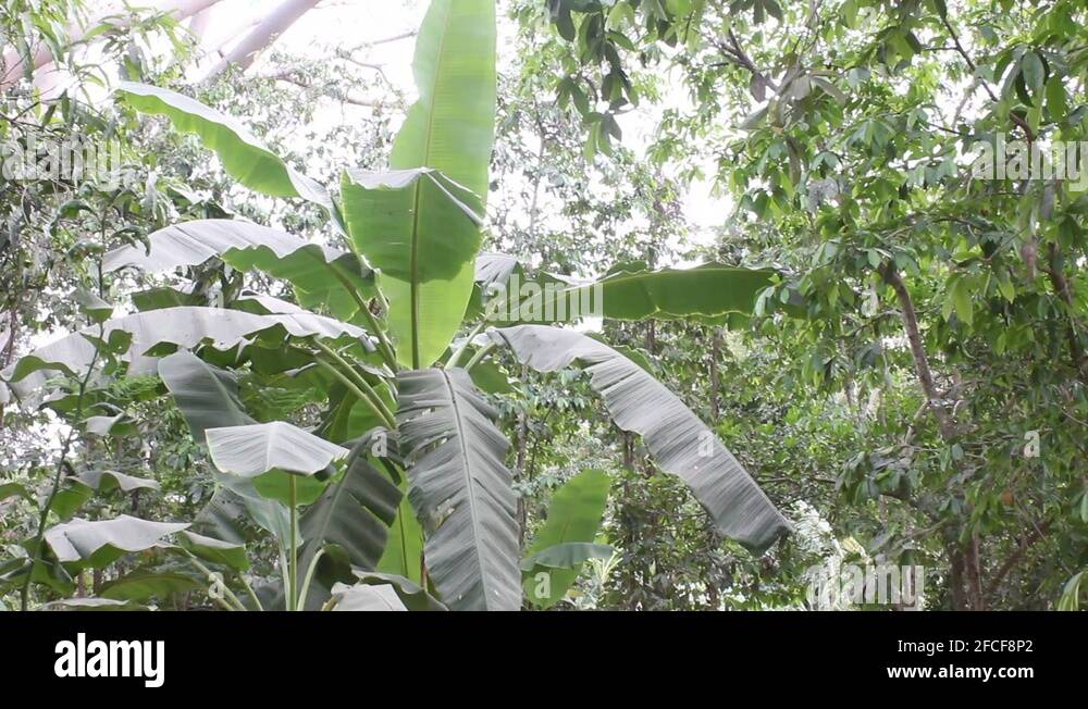 Jungle Stock Videos & Footage - HD and 4K Video Clips - Alamy