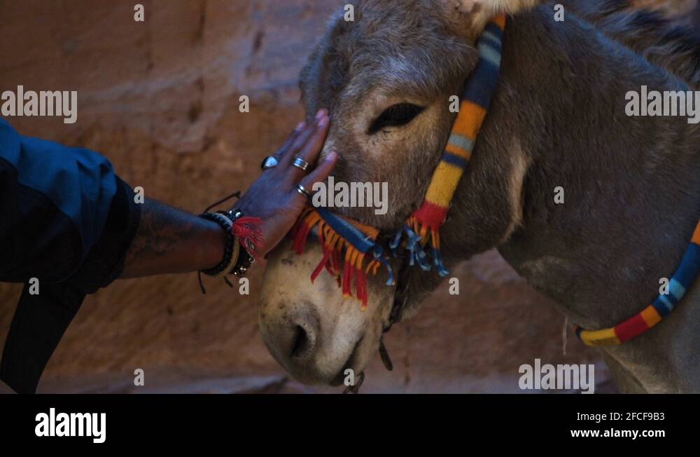 Donkey mule burro travel Stock Videos & Footage - HD and 4K Video Clips ...