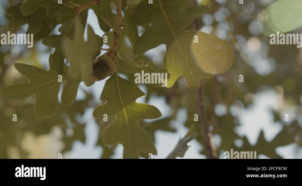 Oak tree seeds Stock Videos & Footage - HD and 4K Video Clips - Alamy