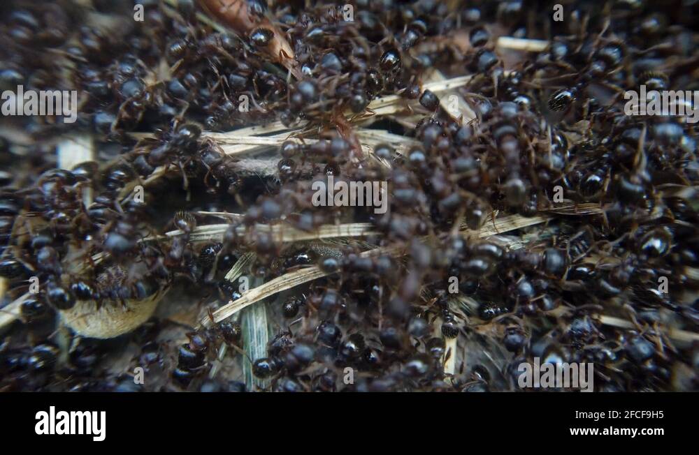 Dead wood pile for wildlife Stock Videos & Footage - HD and 4K Video ...