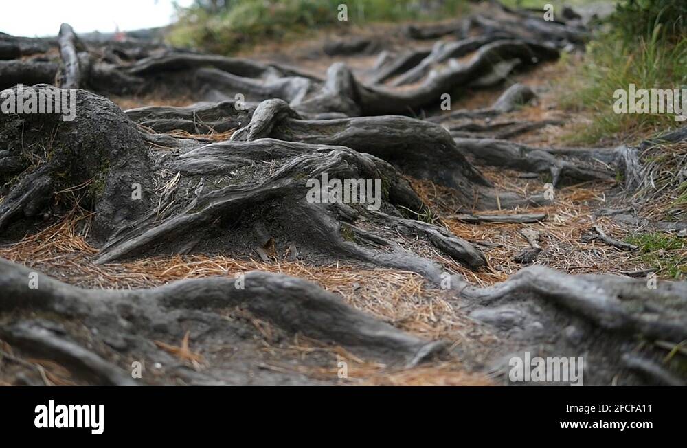 Green roots root wood Stock Videos & Footage - HD and 4K Video Clips ...