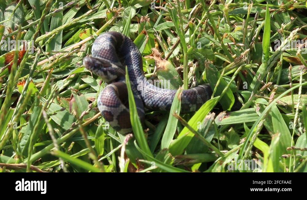 Snake eye up close Stock Videos & Footage - HD and 4K Video Clips - Alamy