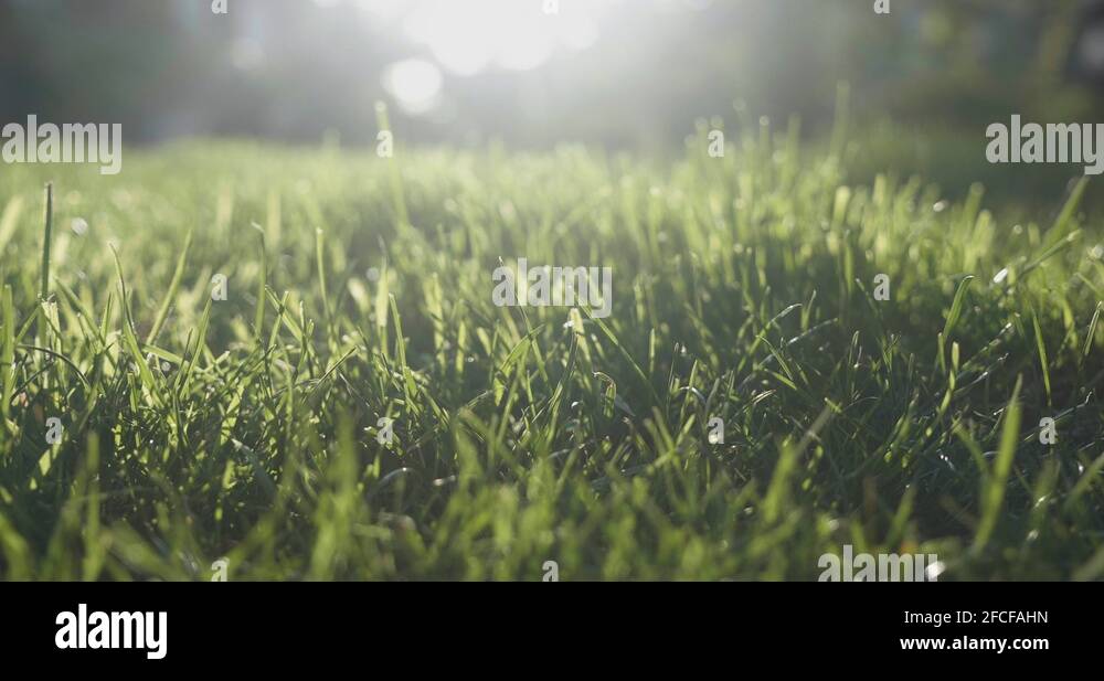 British grass Stock Videos & Footage - HD and 4K Video Clips - Alamy