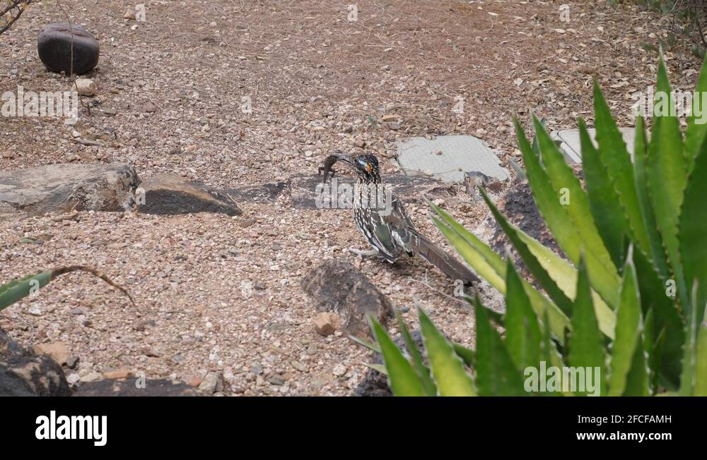 Roadrunner predator Stock Videos & Footage - HD and 4K Video Clips - Alamy