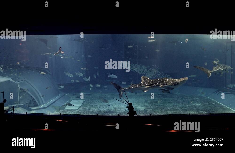 Big shark small fish Stock Videos & Footage - HD and 4K Video Clips - Alamy