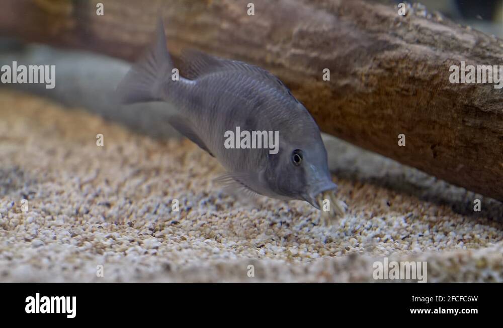 Spitting fish Stock Videos & Footage - HD and 4K Video Clips - Alamy