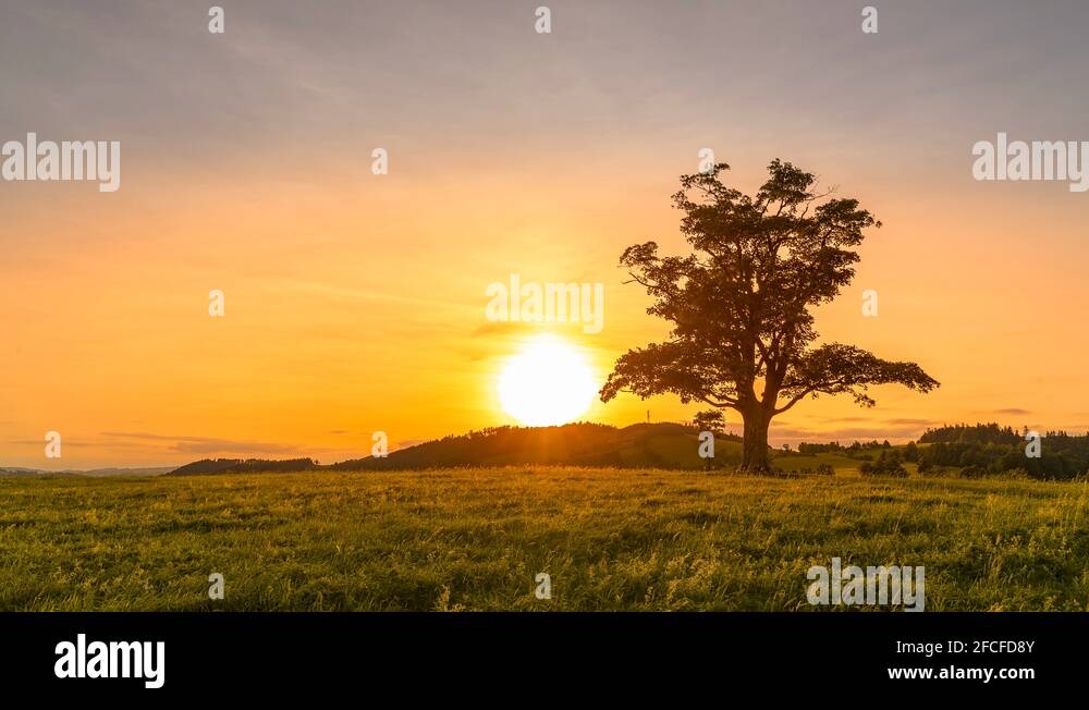 Ficus Abutilifolia Stock Videos And Footage Hd And 4k Video Clips Alamy