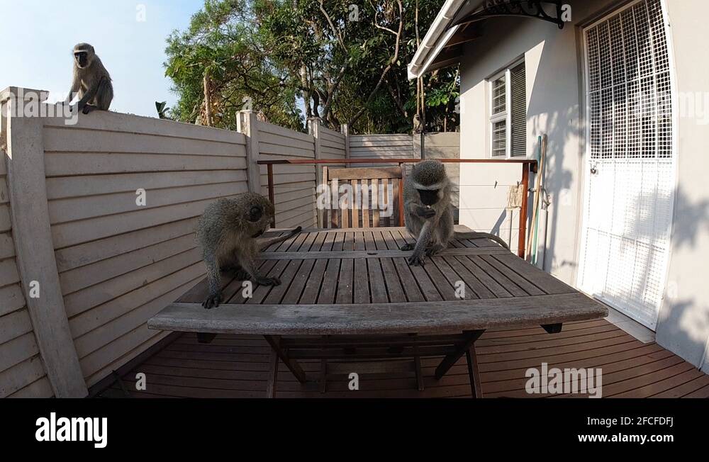 Hungry Wild Grey Vervet monkeys eating food on an outside table in a ...
