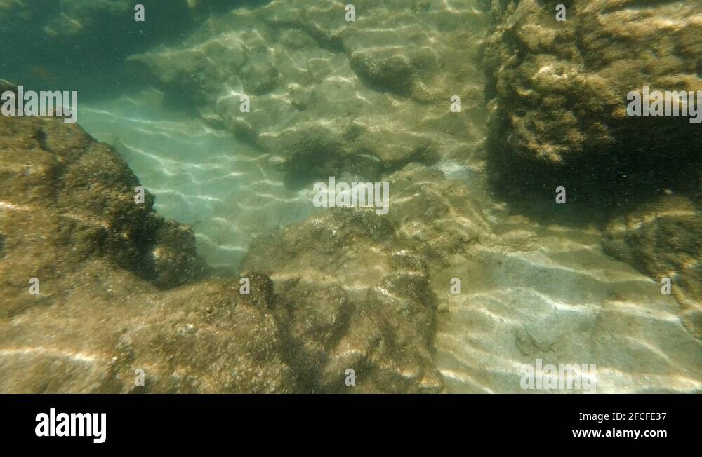 Fish eating algae in Shark's Cove near Sunset Beach, Oahu, Hawaii Stock ...