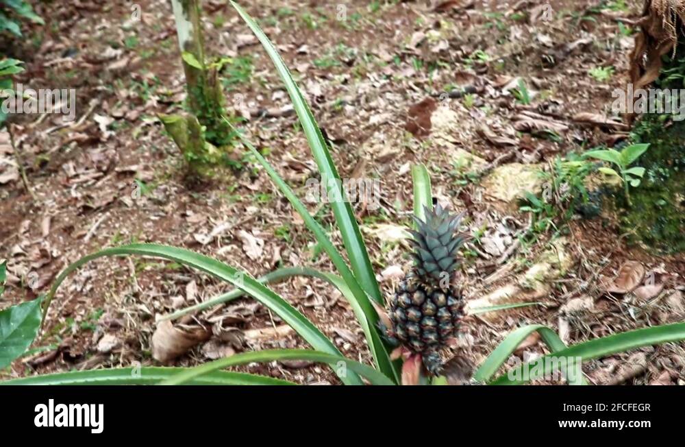 Small pineapple growing between the sharp, prickly leaves of the plant ...