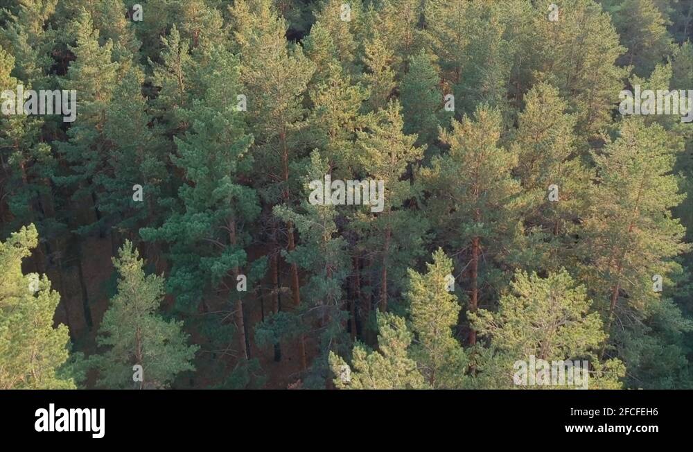 Green gold Stock Videos & Footage - HD and 4K Video Clips - Alamy