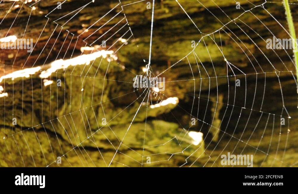 Spider in wind Stock Videos & Footage - HD and 4K Video Clips - Alamy