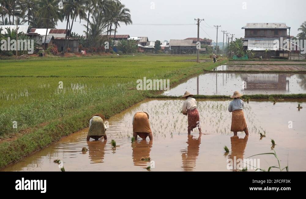 Myanmar rice field Stock Videos & Footage - HD and 4K Video Clips - Alamy