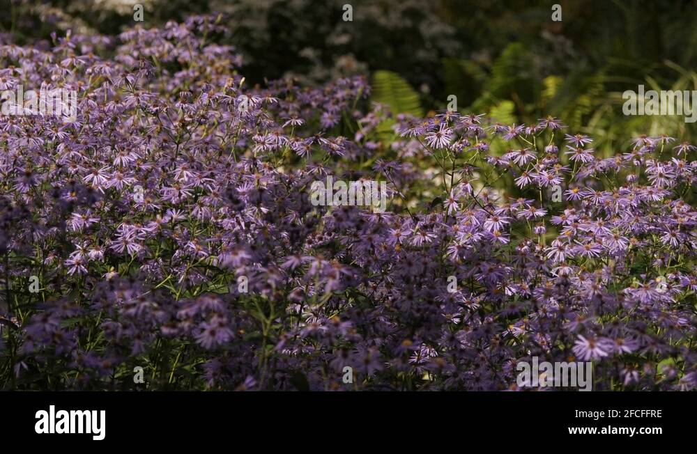 Native plant of madeira Stock Videos & Footage - HD and 4K Video Clips ...