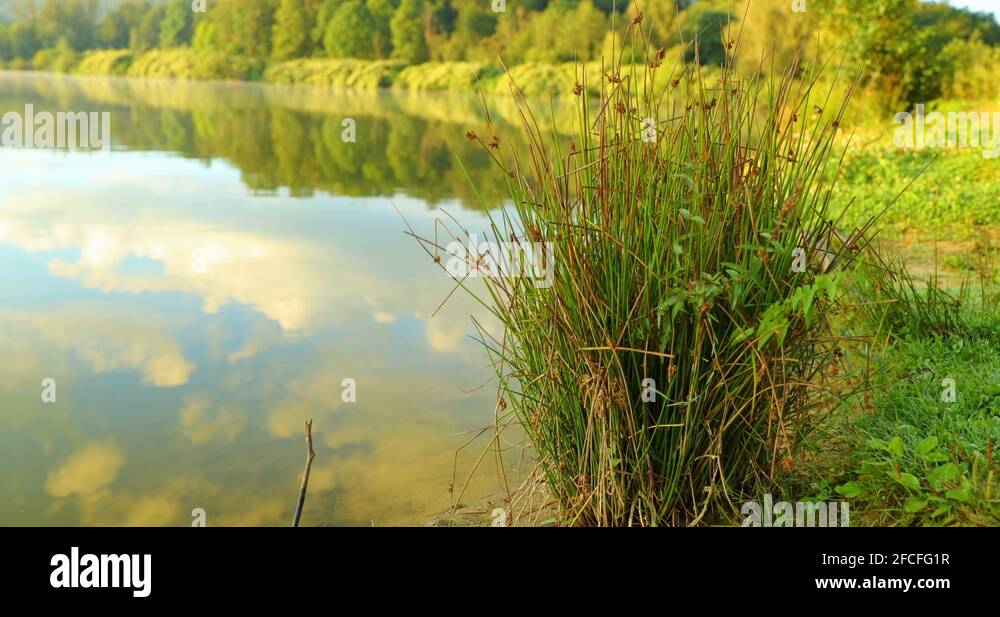 Reeds water Stock Videos & Footage - HD and 4K Video Clips - Alamy