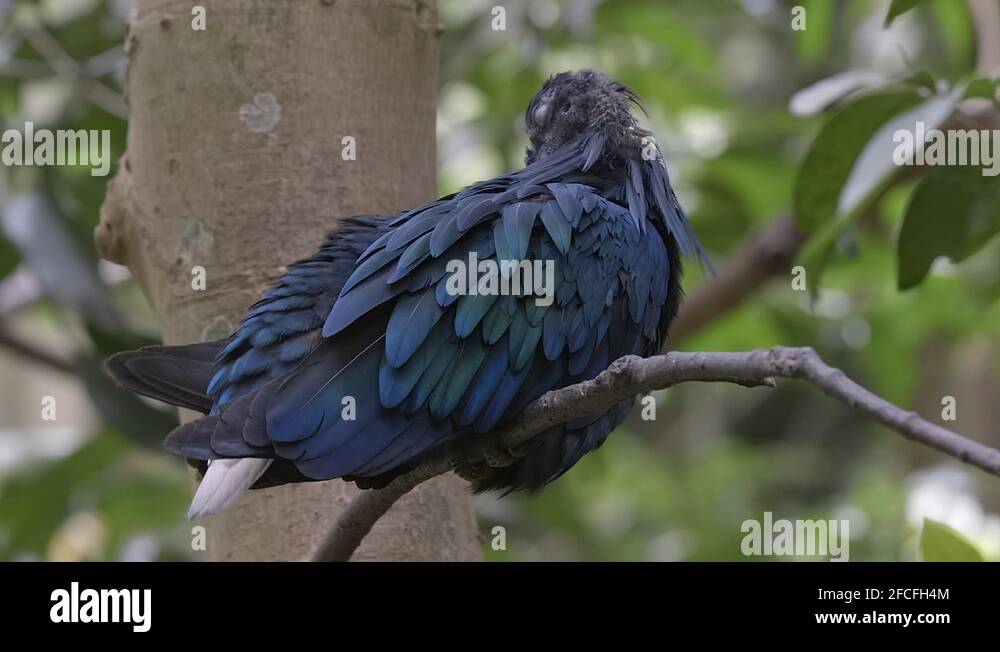 Rainforest tree solomon islands Stock Videos & Footage - HD and 4K ...