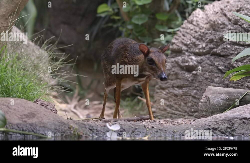 Grass river mouse Stock Videos & Footage - HD and 4K Video Clips - Alamy