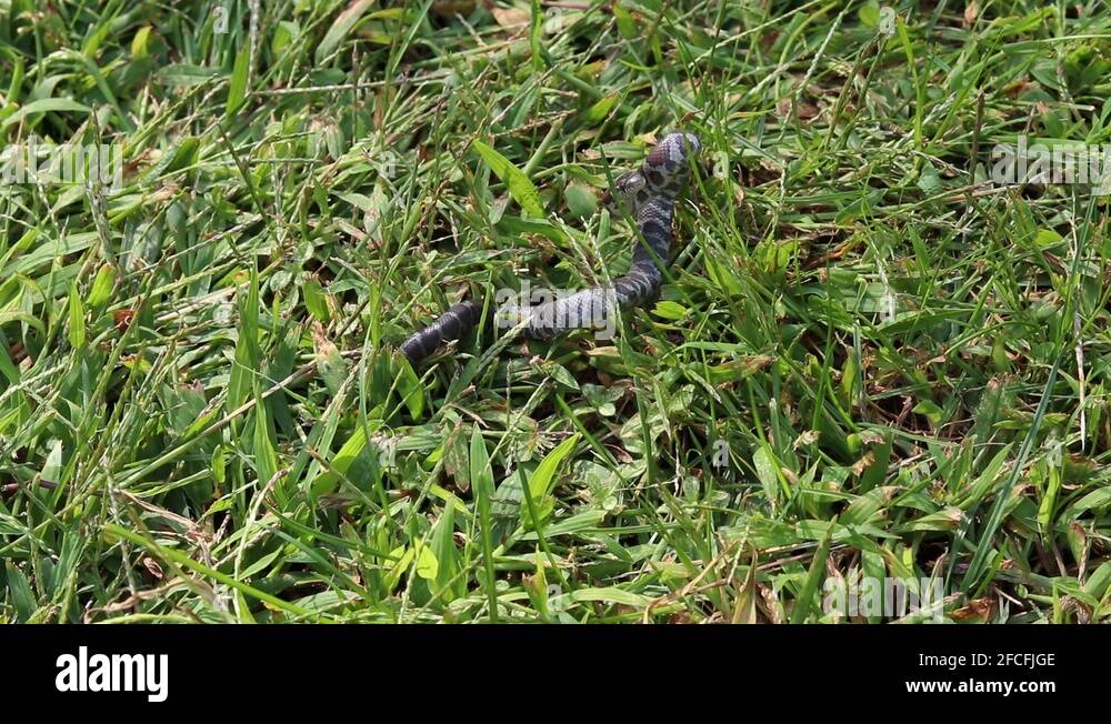 Striking snake Stock Videos & Footage - HD and 4K Video Clips - Alamy