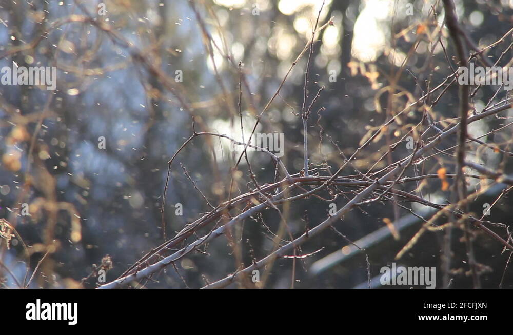 Many snowflakes Stock Videos & Footage - HD and 4K Video Clips - Alamy