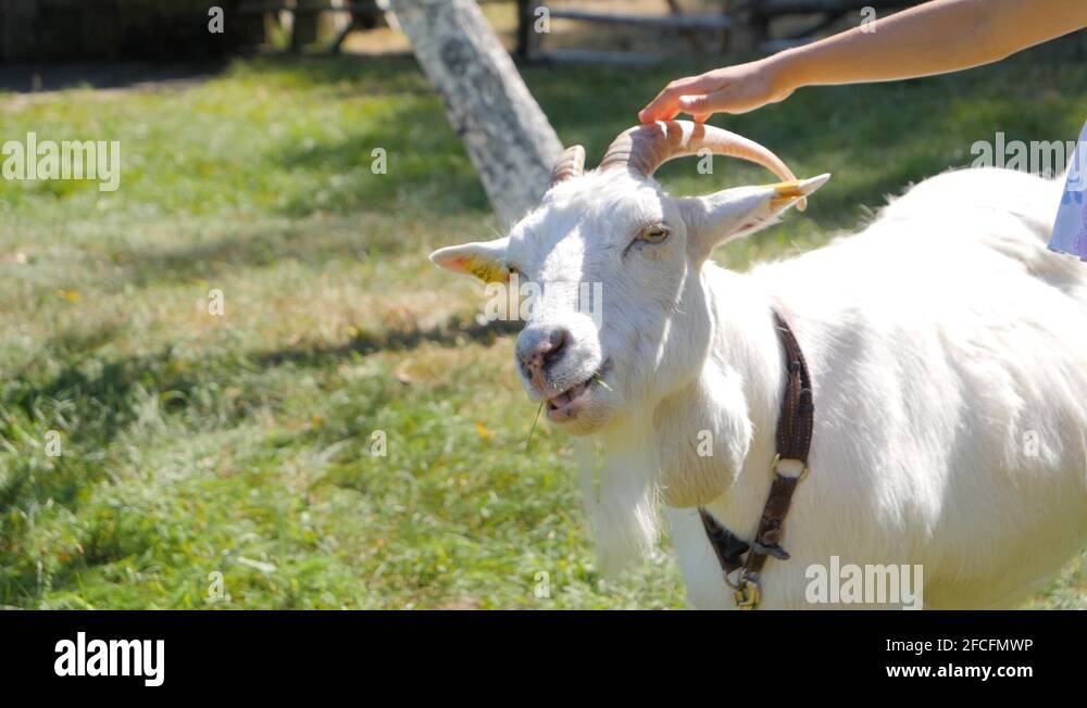 Pet billy goat Stock Videos & Footage - HD and 4K Video Clips - Alamy
