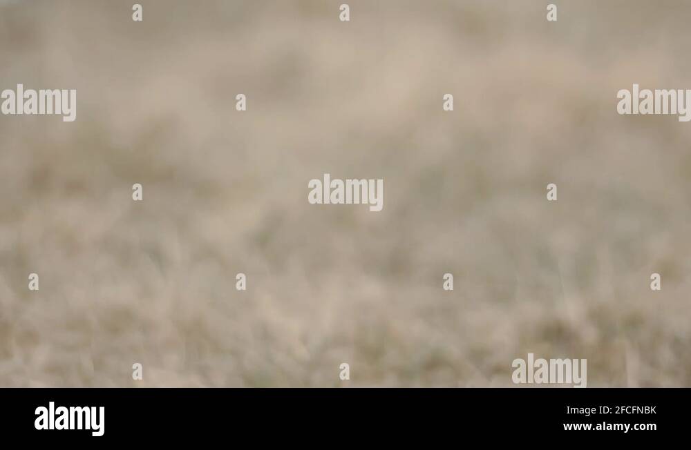 Royal rangers Stock Videos & Footage - HD and 4K Video Clips - Alamy