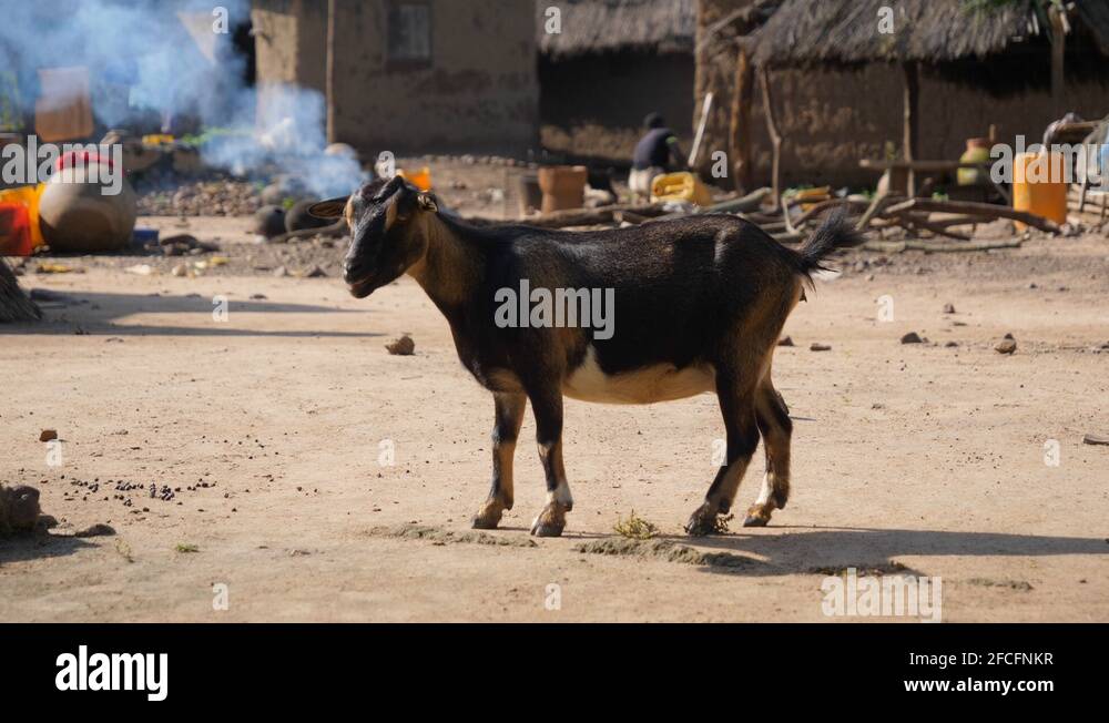 Goat chewing in the middle of slums outside Atakpame, Togo Stock Video ...