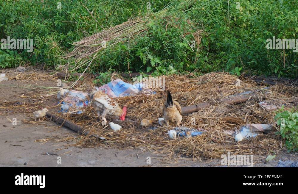 Free range egg farming Stock Videos & Footage - HD and 4K Video Clips ...