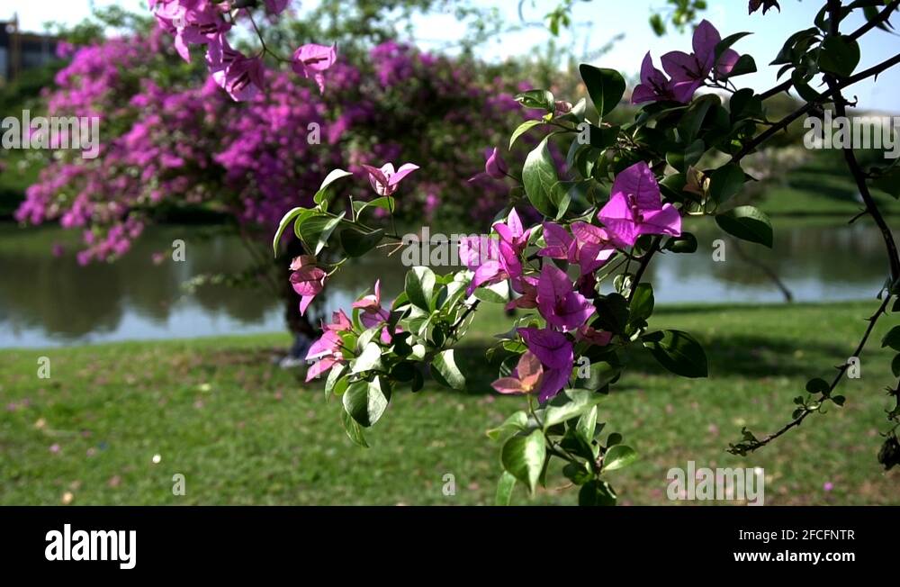 Ipe tree brazil Stock Videos & Footage - HD and 4K Video Clips - Alamy